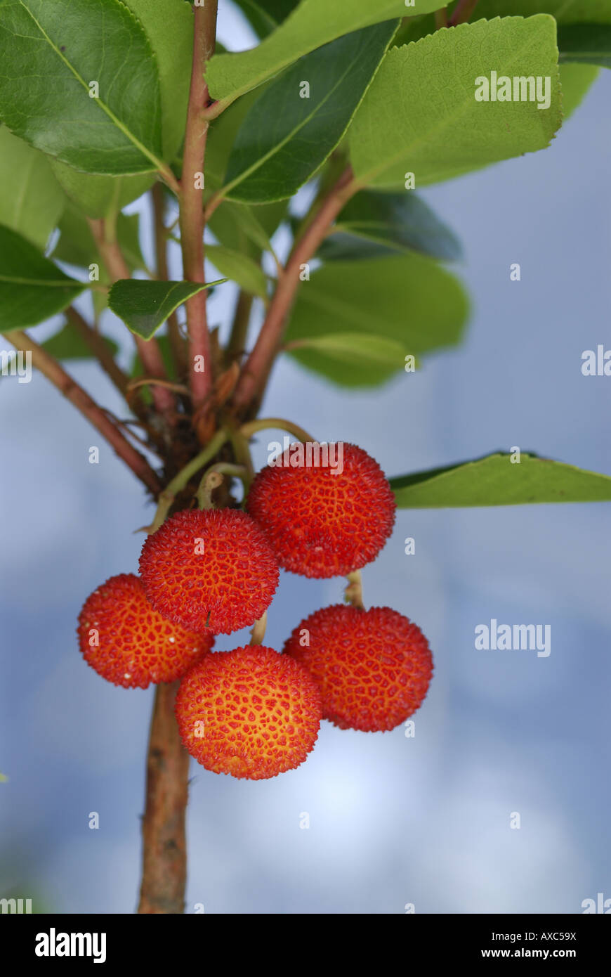 killarney strawberry tree (Arbutus unedo), fruits on a twig Stock Photo ...