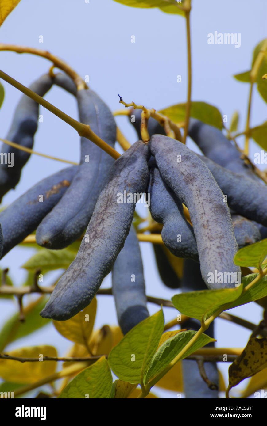 Dead Man's Fingers, Blue bean shrub, Blue bean tree (Decaisnea fargesii ...