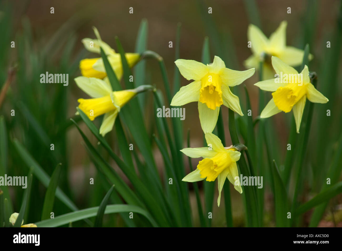 Wild Daffodils Narcissus pseudonarcissus near Levens Cumbria Rare ...