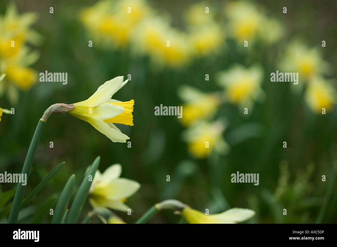 Wild Daffodils Narcissus pseudonarcissus near Levens Cumbria Rare ...