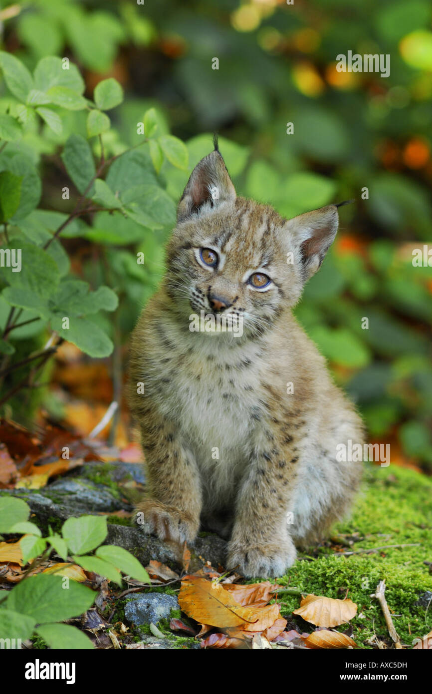 Eurasian lynx (Lynx lynx), full-length portrait of a beautiful pup ...