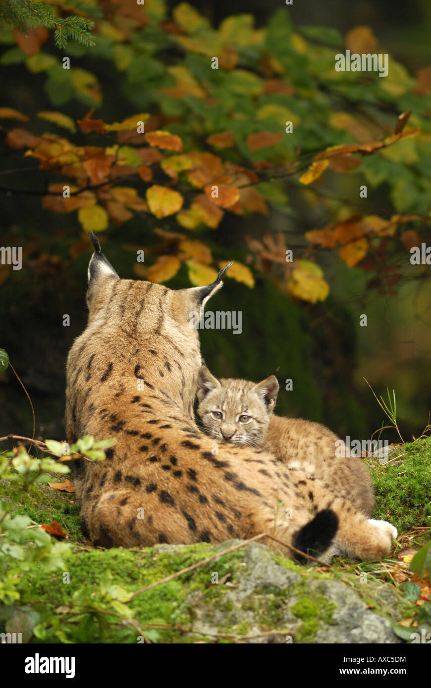 Eurasian lynx (Lynx lynx), mother with pup Stock Photo - Alamy