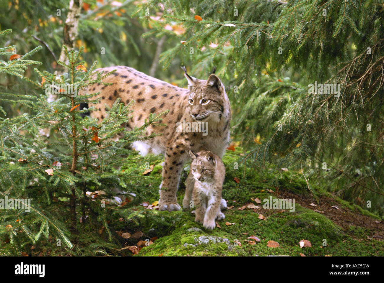 Eurasian lynx (Lynx lynx), mother with pup in forest Stock Photo - Alamy