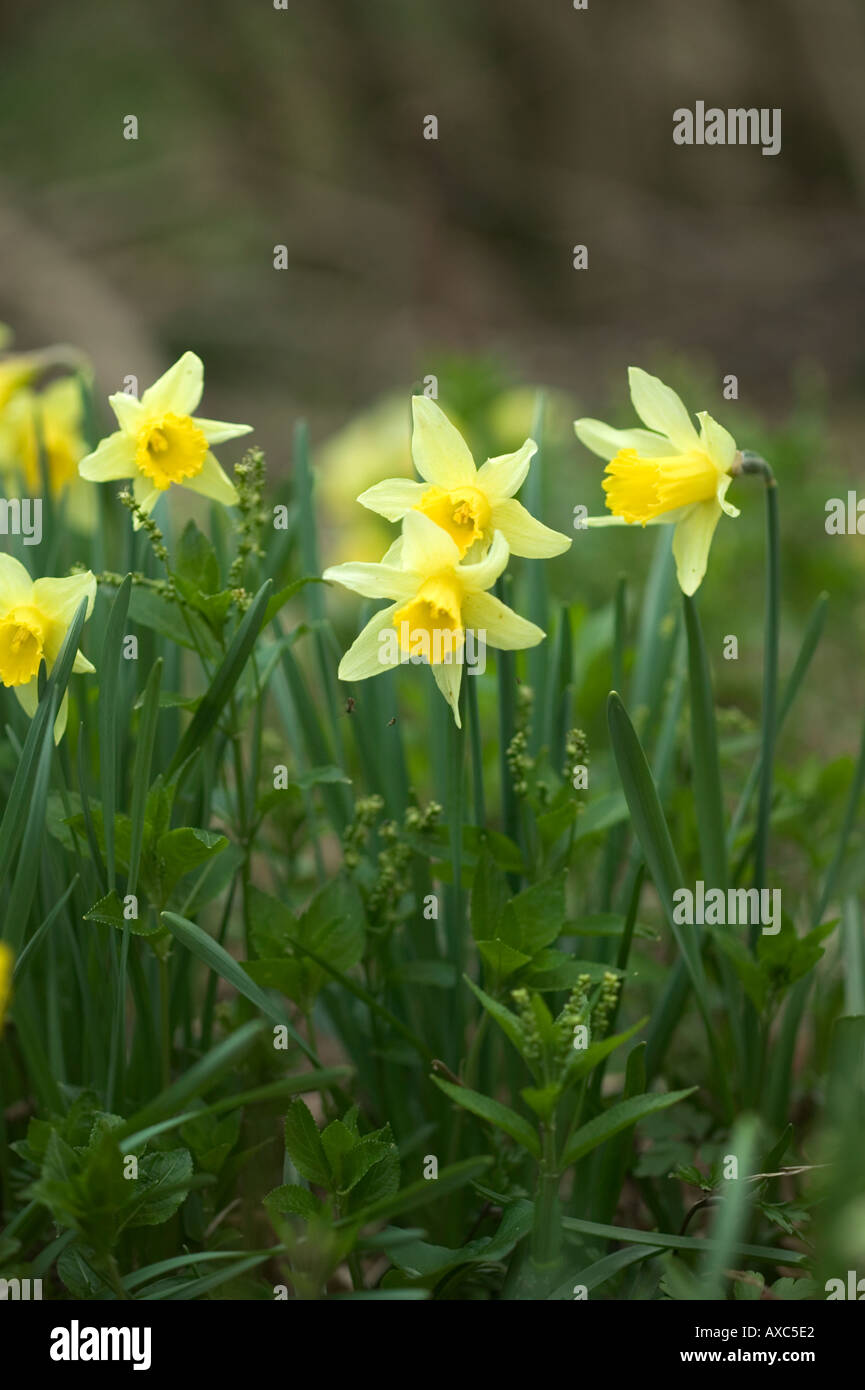 Native british hi-res stock photography and images - Alamy