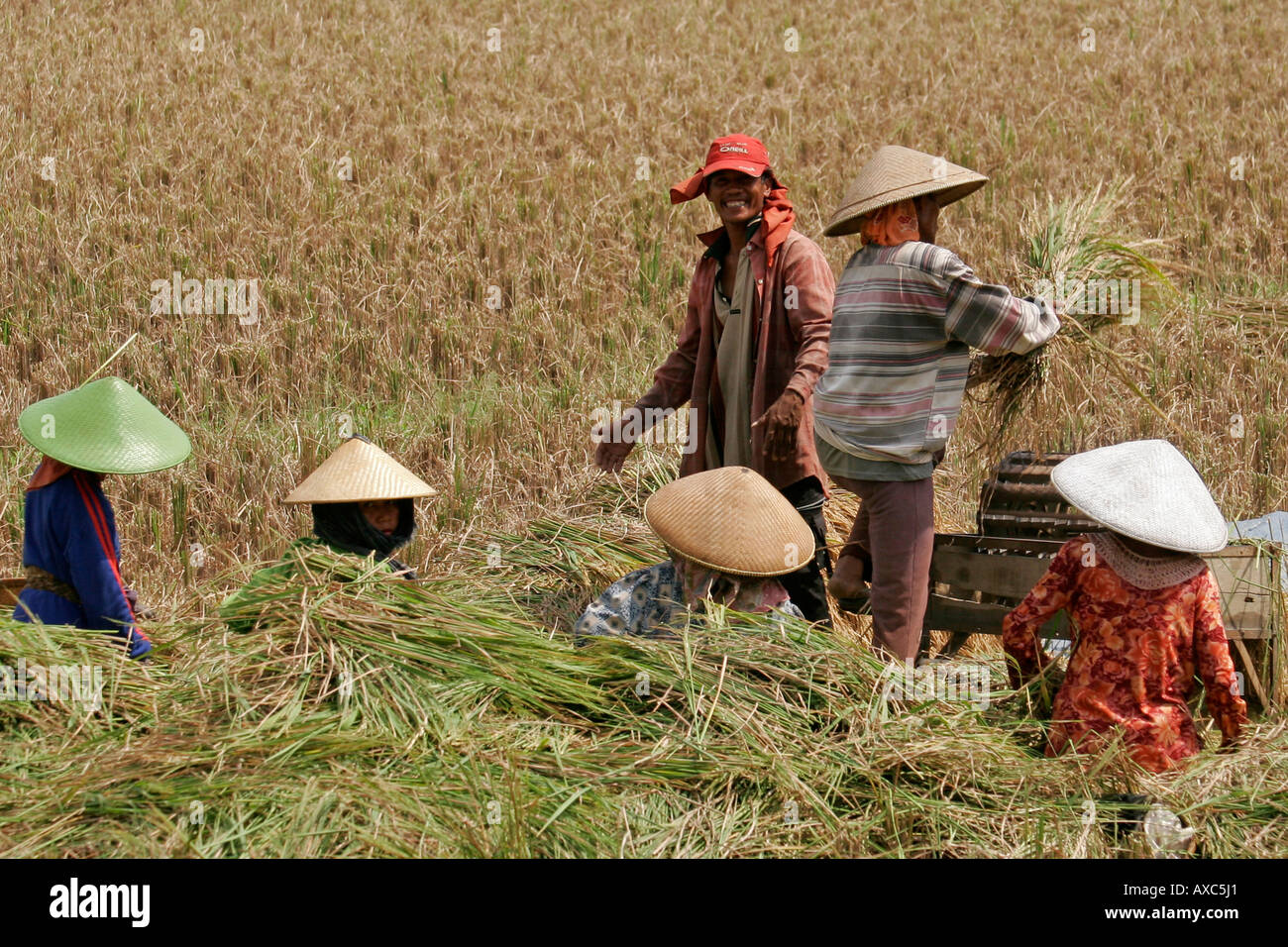 Worker rice paddy Tegal Java Indonesia Stock Photo - Alamy