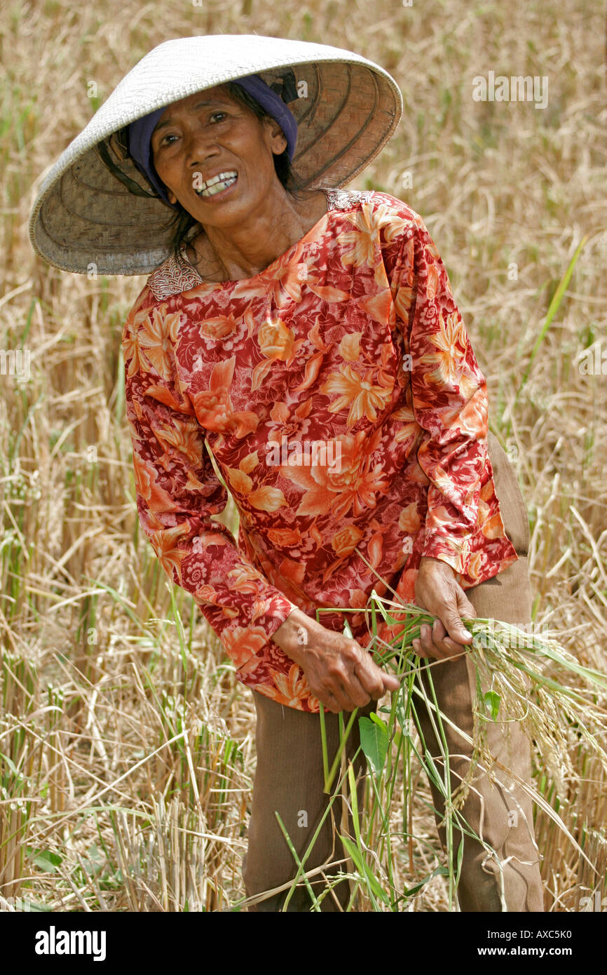 Cut paddy hi-res stock photography and images - Alamy