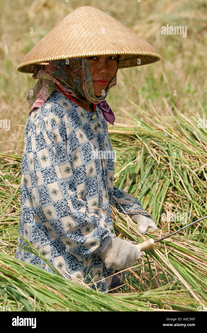 Cut paddy hi-res stock photography and images - Alamy