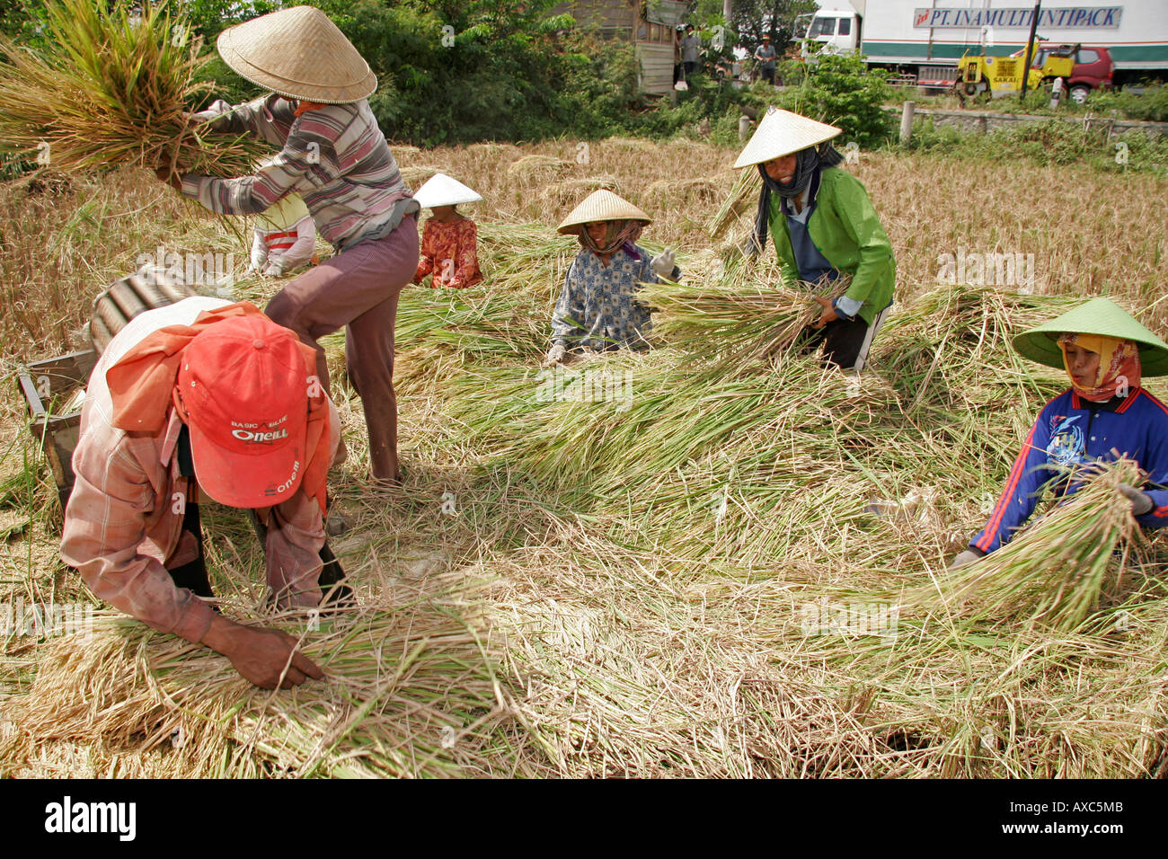 Worker rice paddy Tegal Java Indonesia Stock Photo - Alamy