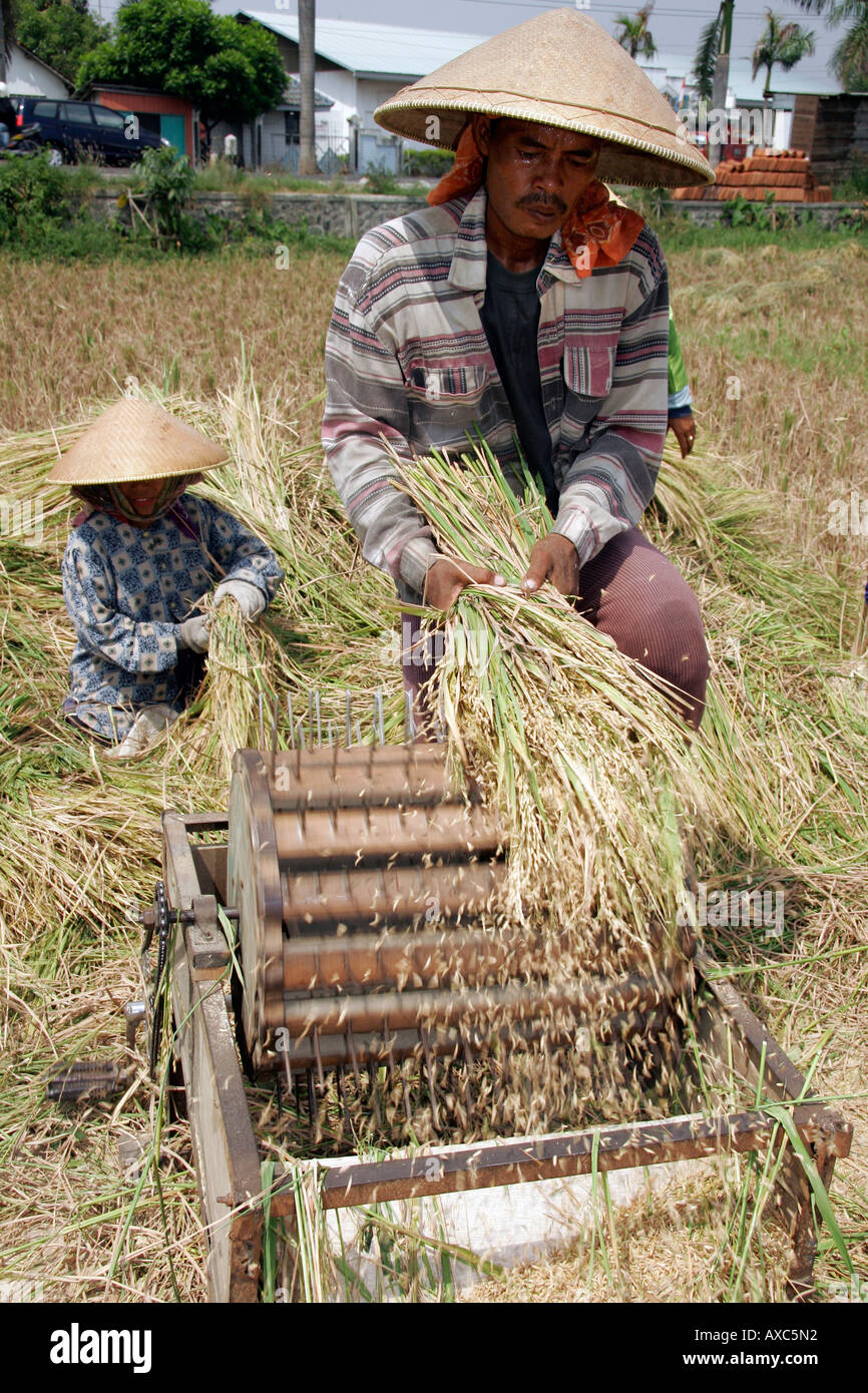 Worker rice paddy Tegal Java Indonesia Stock Photo - Alamy