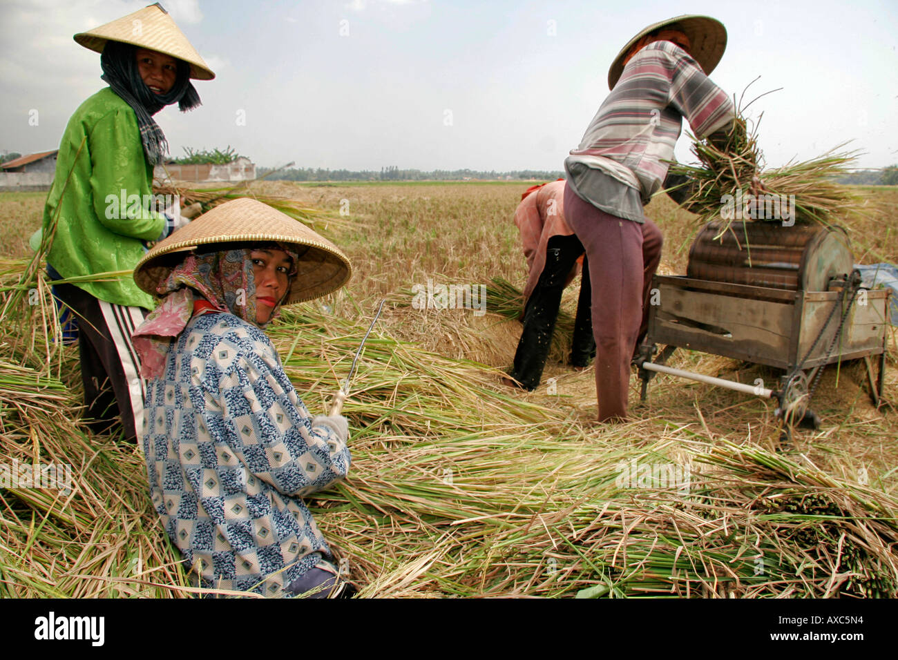 Manual thresher hi-res stock photography and images - Alamy