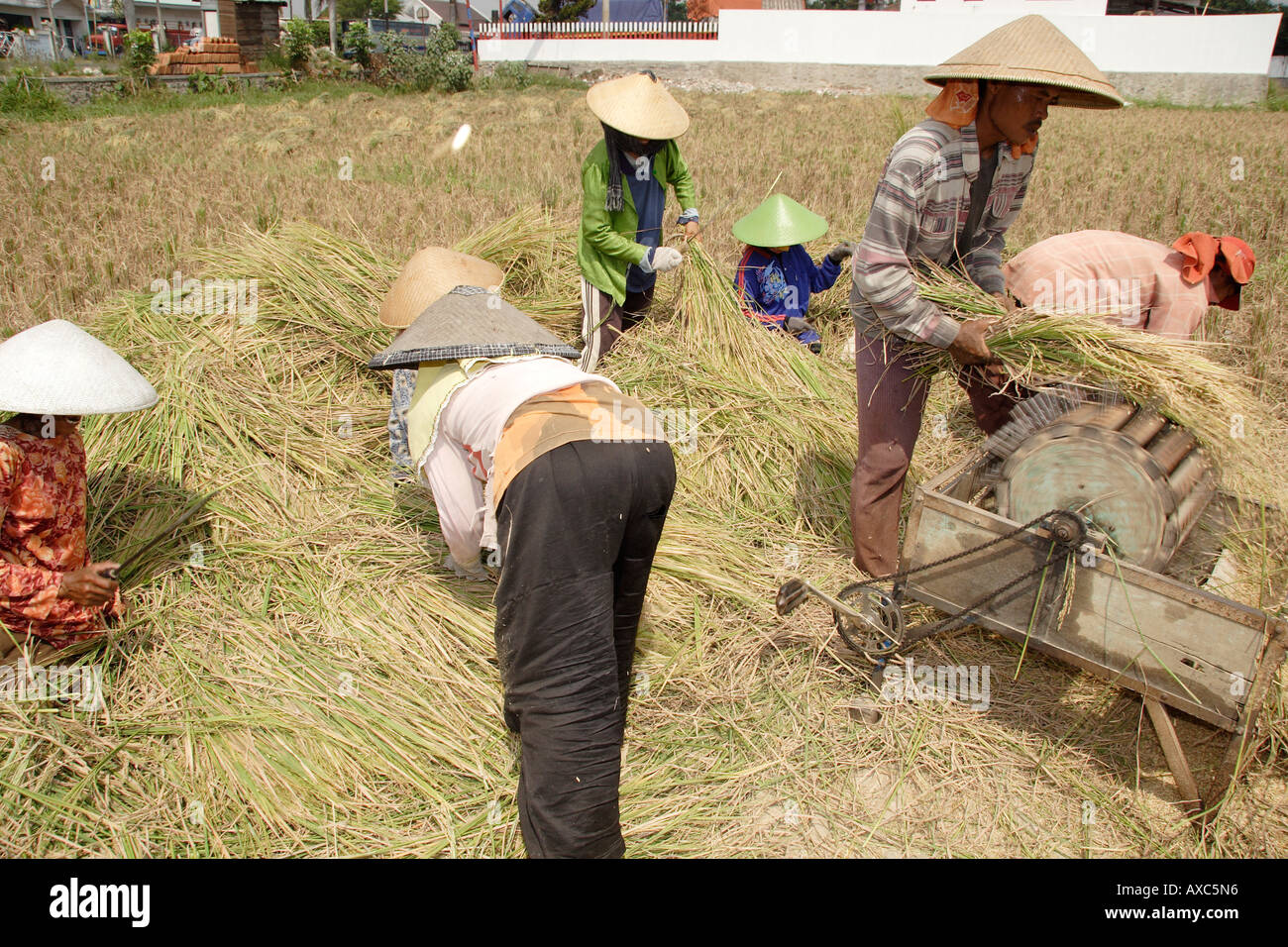 Worker rice paddy Tegal Java Indonesia Stock Photo - Alamy