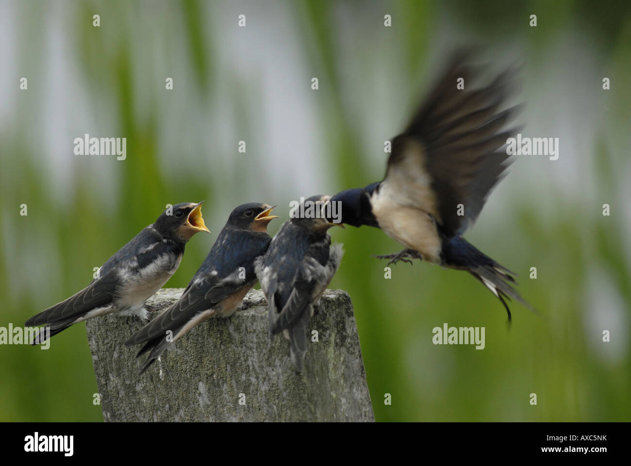 barn swallow (Hirundo rustica), feeding fledglings, Germany Stock Photo ...