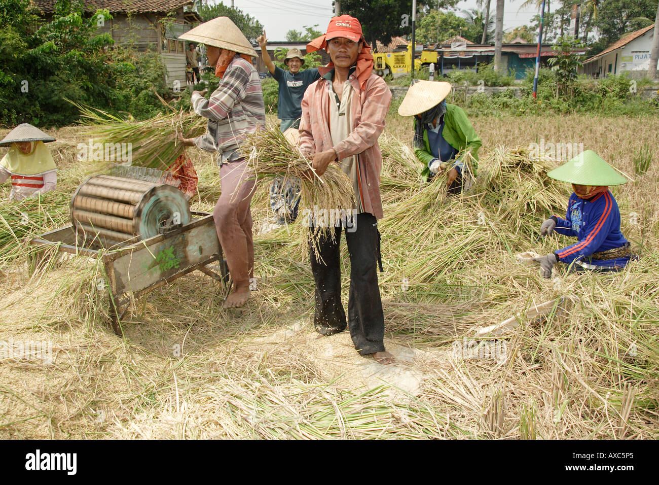 Worker rice paddy Tegal Java Indonesia Stock Photo - Alamy