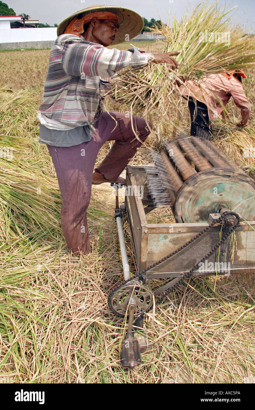 Worker rice paddy Tegal Java Indonesia Stock Photo - Alamy