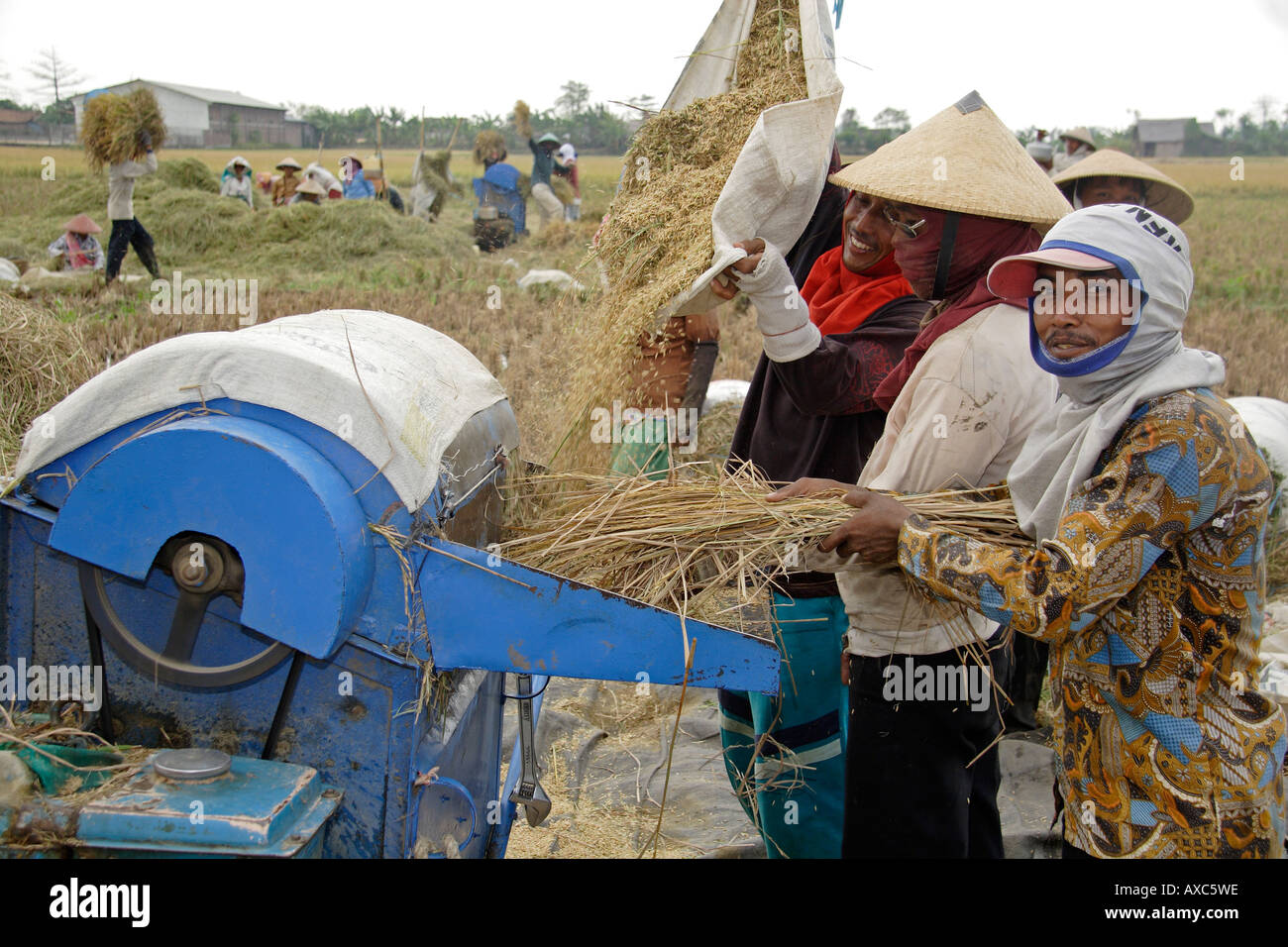 Worker rice paddy Tegal Java Indonesia Stock Photo - Alamy