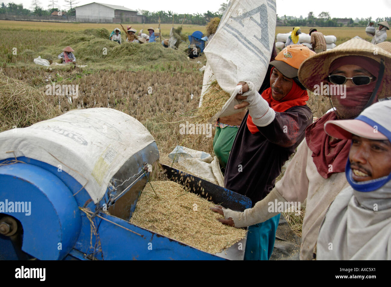 Worker rice paddy Tegal Java Indonesia Stock Photo - Alamy
