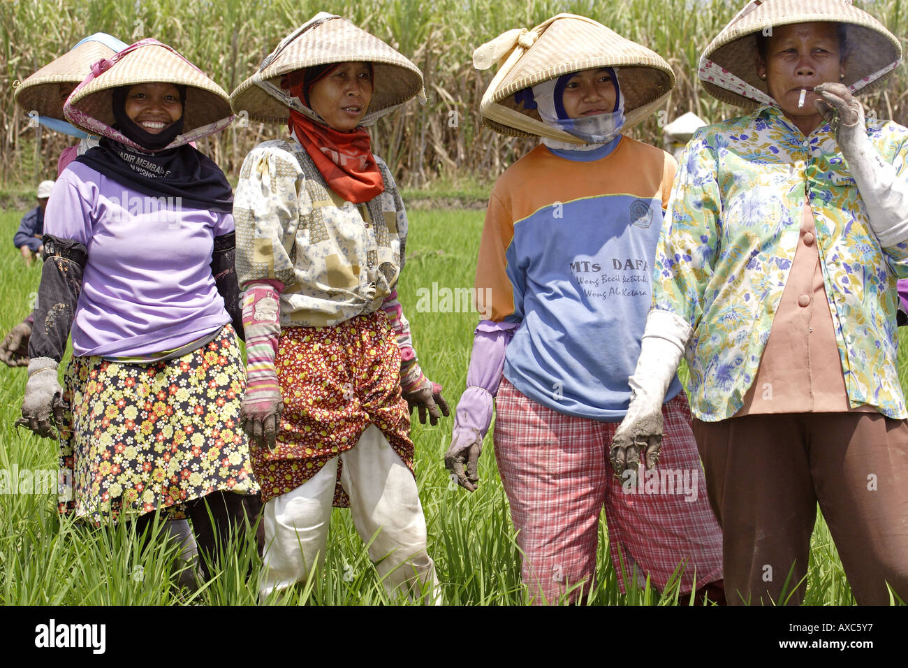 Women rice paddy cirebon java hi-res stock photography and images - Alamy