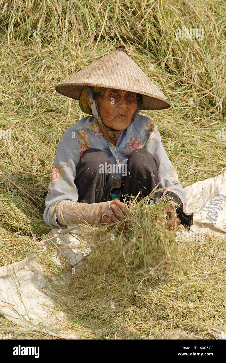 Worker rice paddy Tegal Java Indonesia Stock Photo - Alamy
