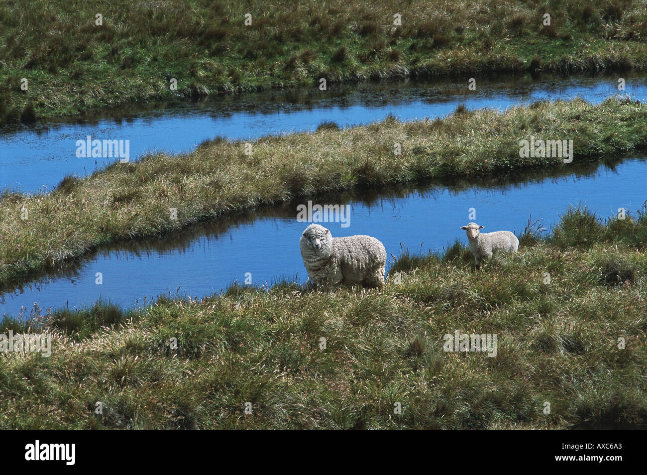 lamb and sheep near a river Stock Photo - Alamy