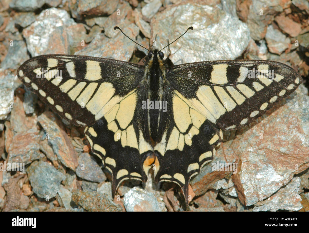 Gorganus swallowtail hi-res stock photography and images - Alamy