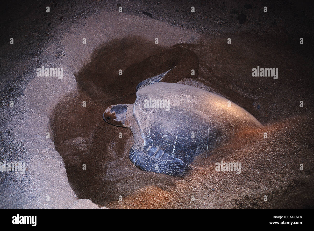 Ascension island turtle hi-res stock photography and images - Alamy