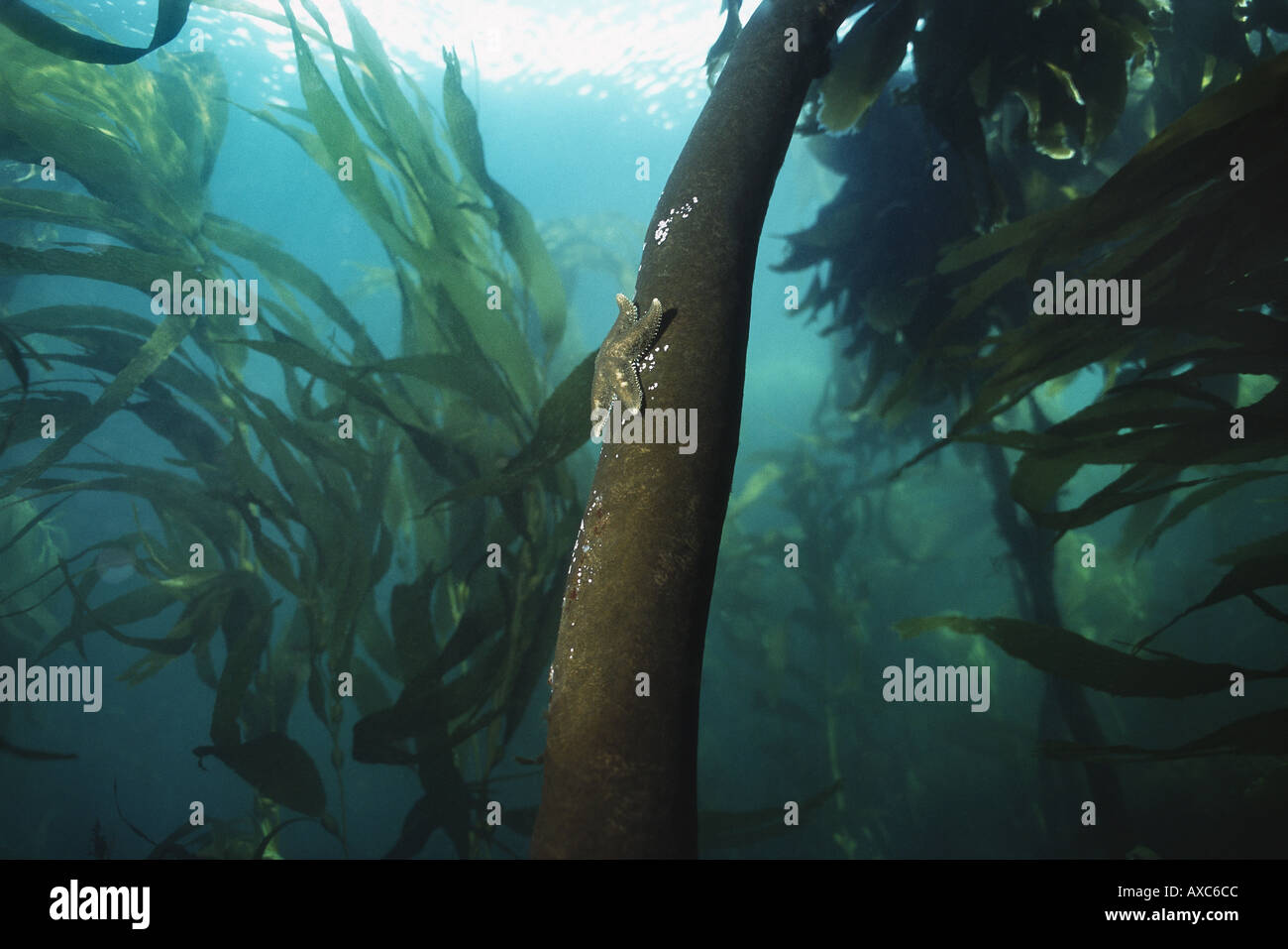 Lessonia flavicans hi-res stock photography and images - Alamy