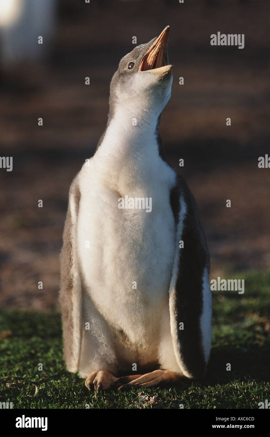 Penguin screaming hi-res stock photography and images - Alamy