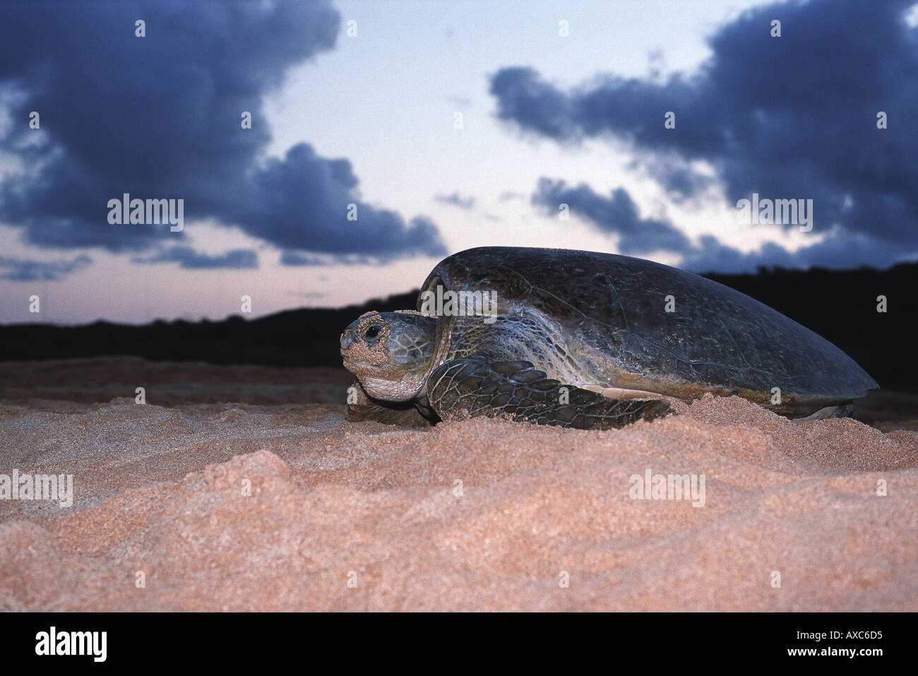 Georgetown ascension island hi-res stock photography and images - Alamy