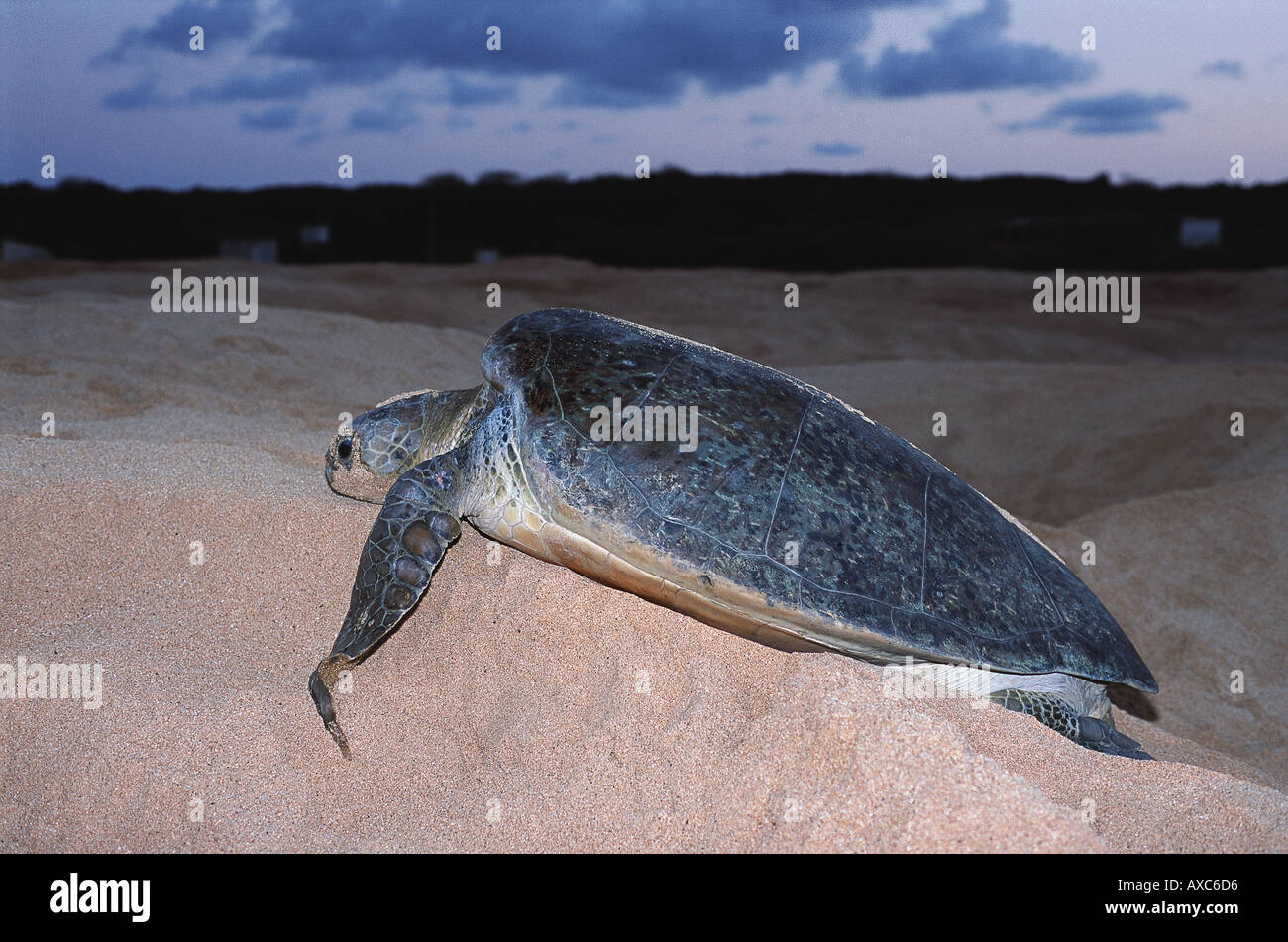 Ascension island turtle hi-res stock photography and images - Alamy