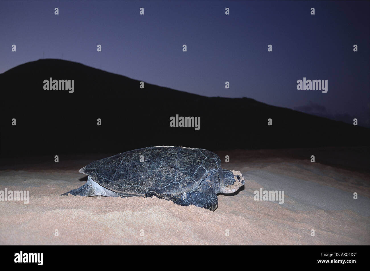 Ascension island turtle hi-res stock photography and images - Alamy