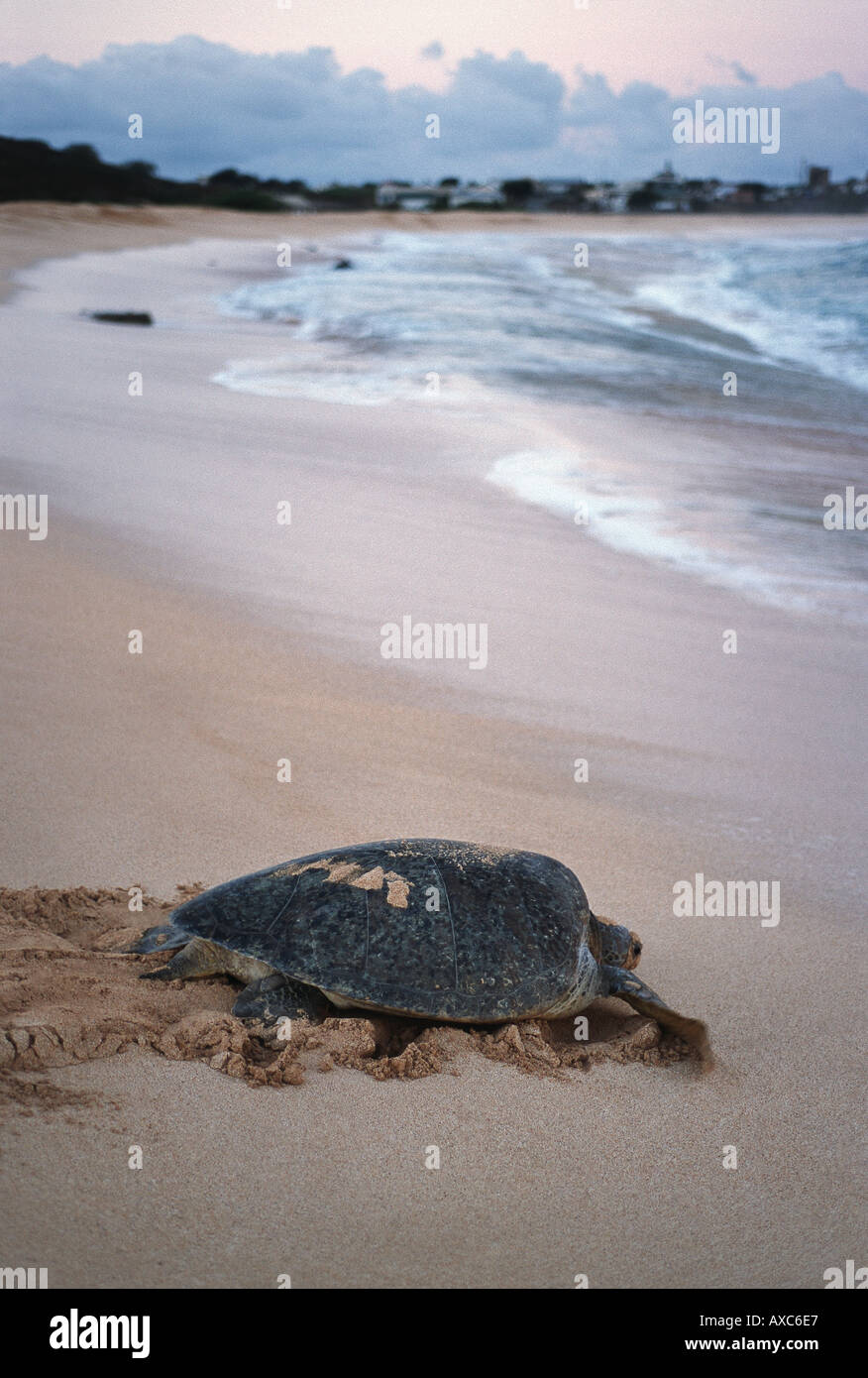 green turtle on a beach of Ascension island and going back to the sea ...