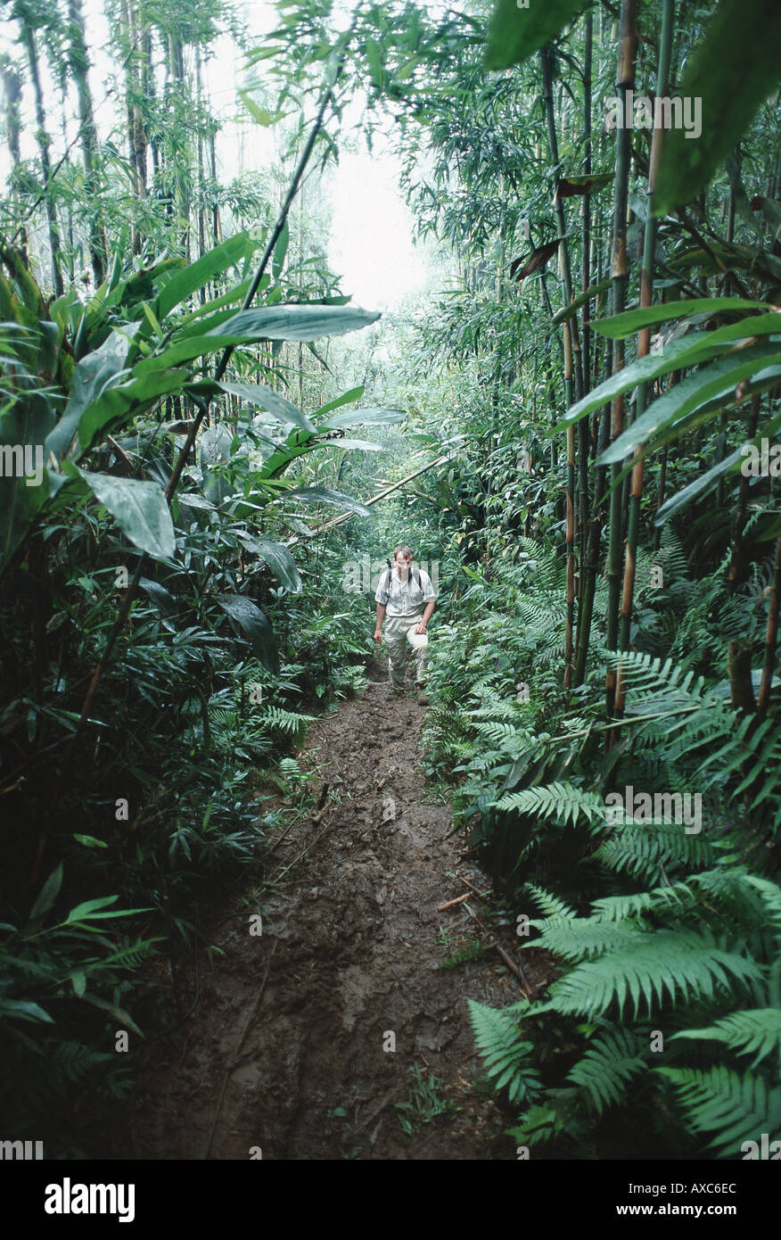 man walking on path in tropical forest Stock Photo - Alamy