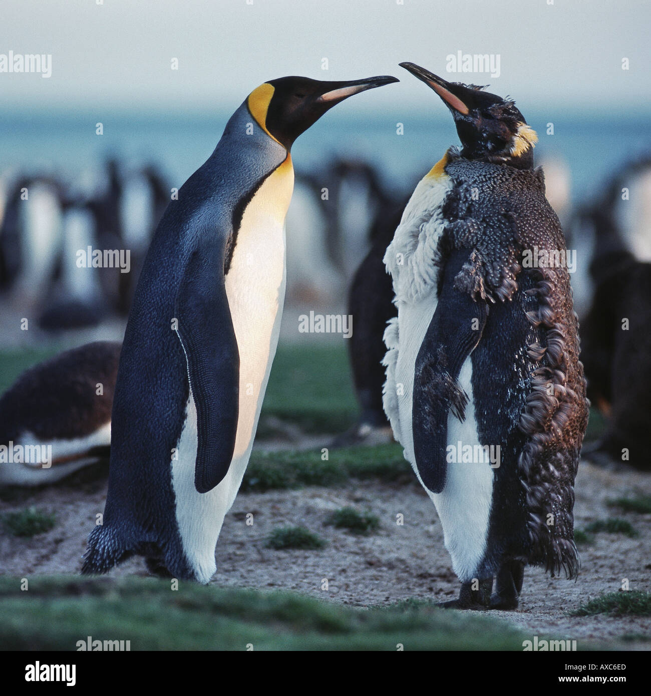 two king penguin facing each other Stock Photo - Alamy