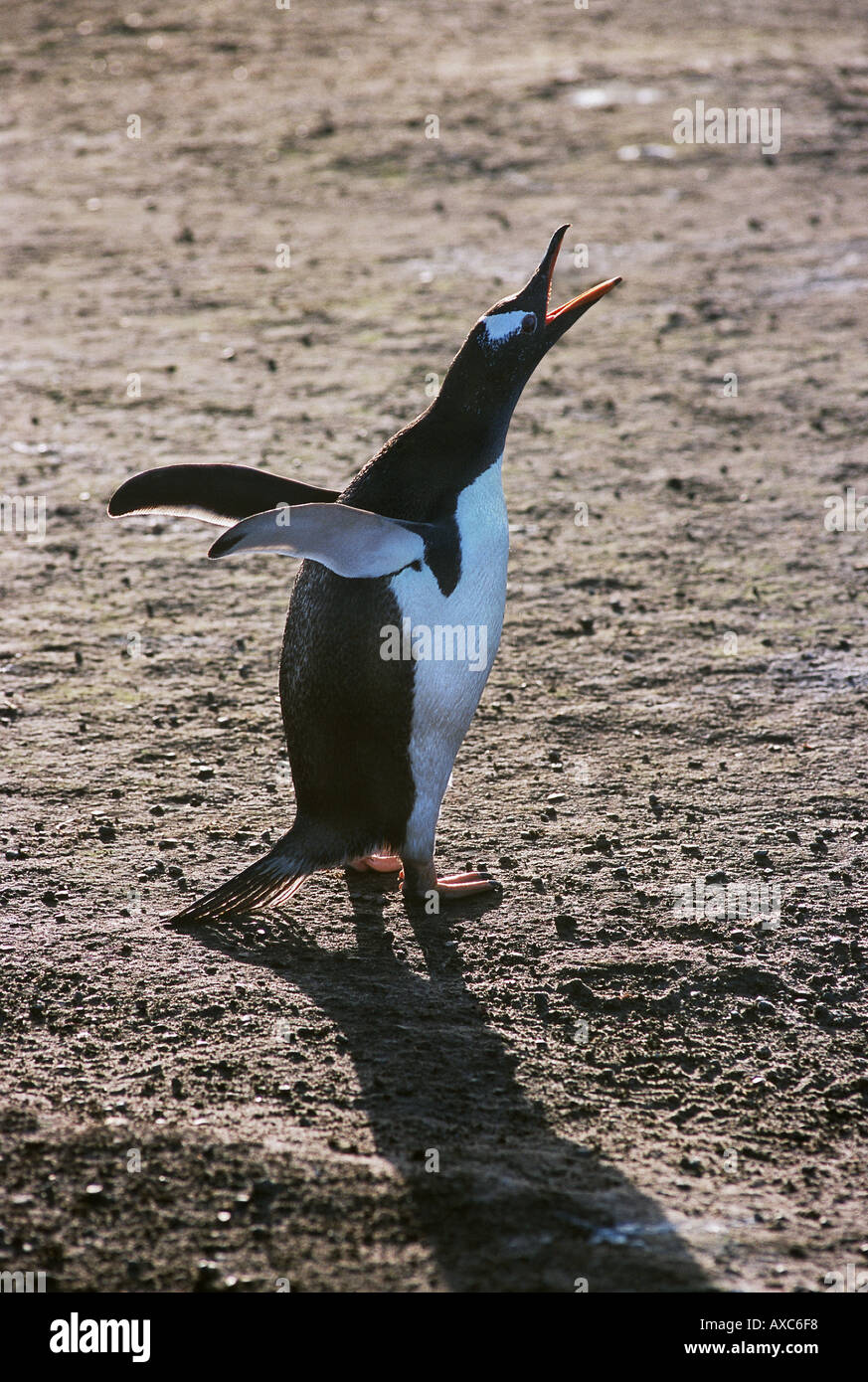 Screaming penguin hi-res stock photography and images - Alamy
