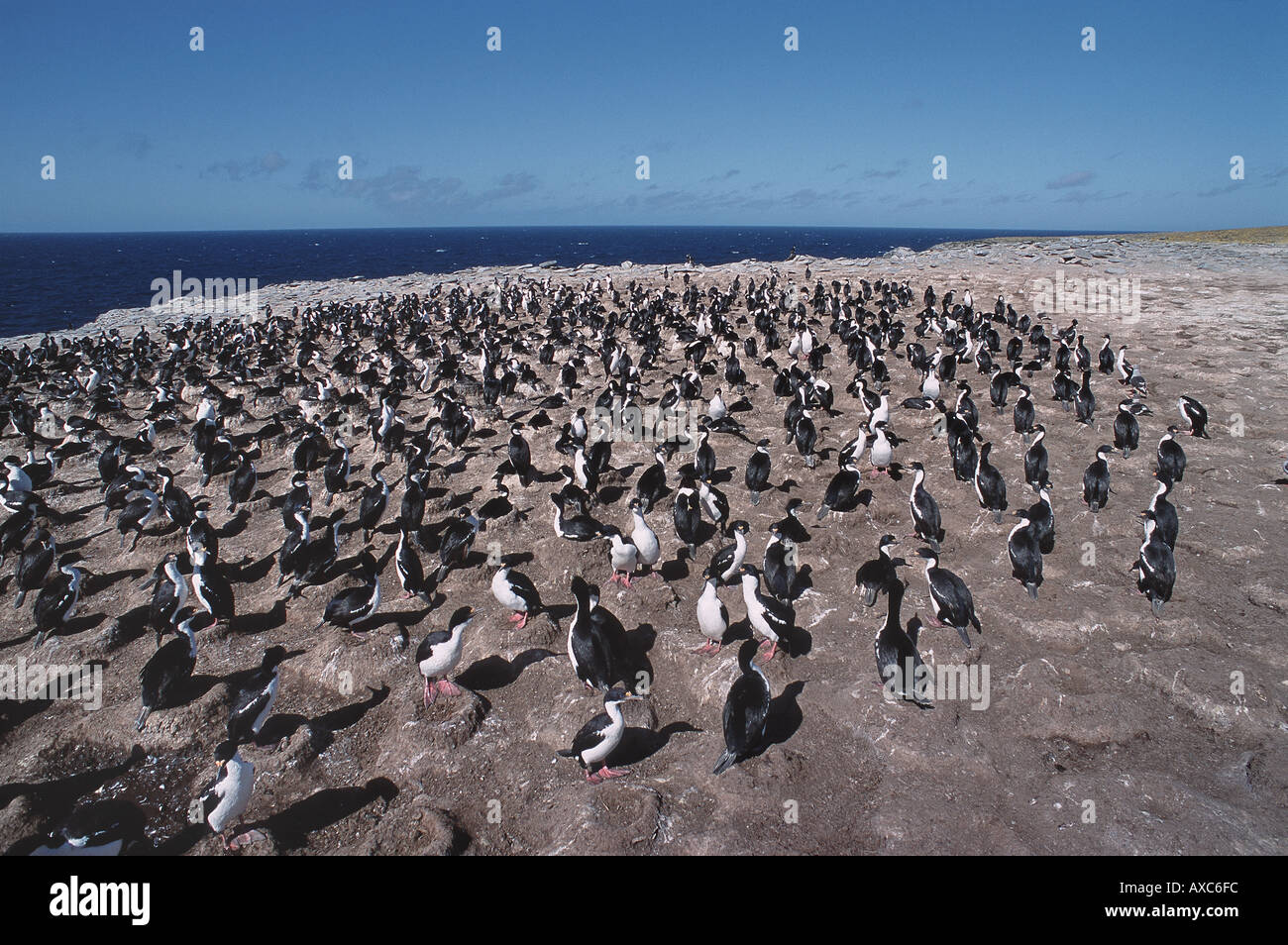 colony of king cormorant nesting Stock Photo - Alamy