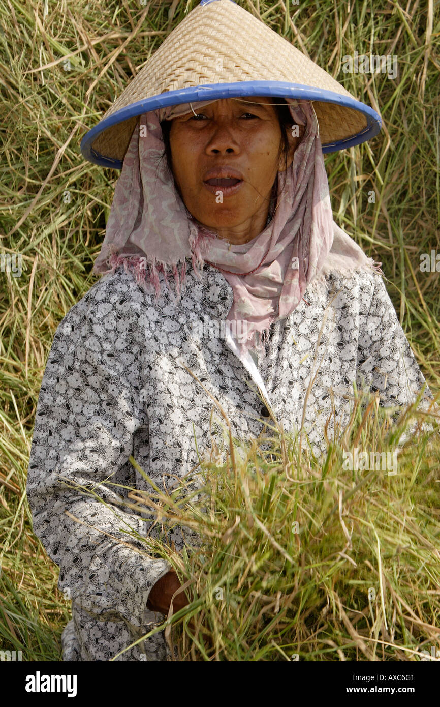Worker rice paddy Tegal Java Indonesia Stock Photo - Alamy