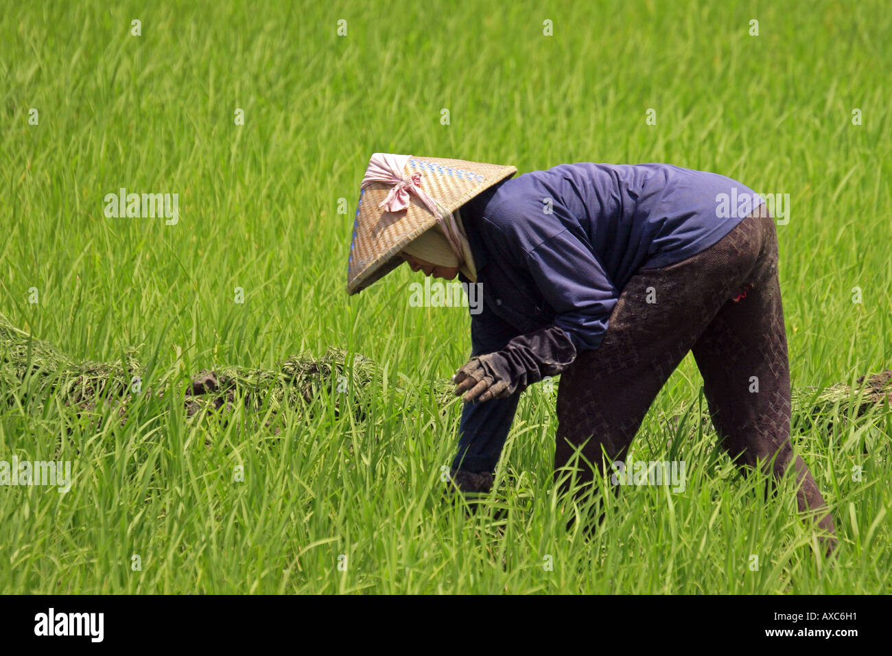 Women rice paddy cirebon java hi-res stock photography and images - Alamy