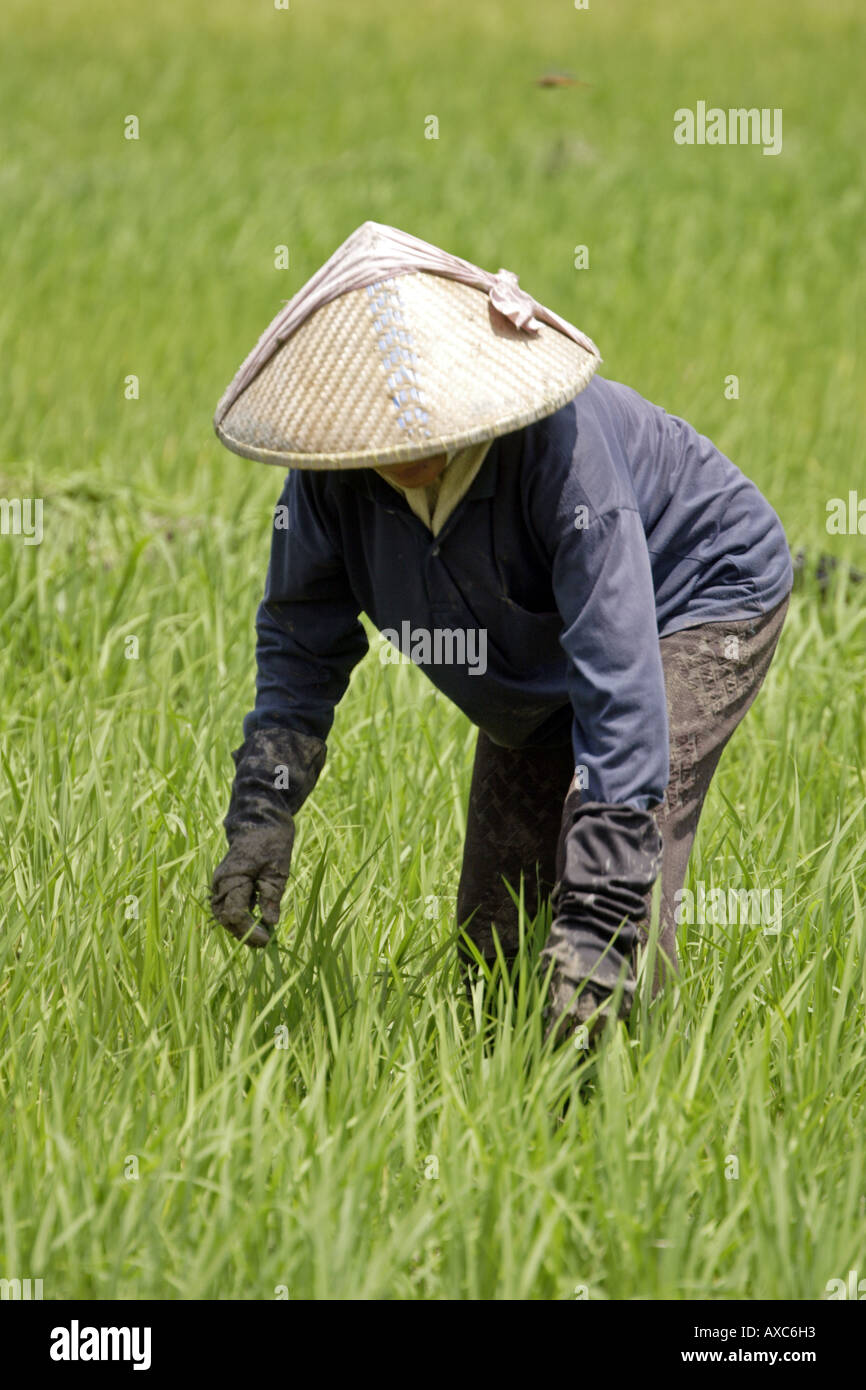 Women rice paddy cirebon java hi-res stock photography and images - Alamy