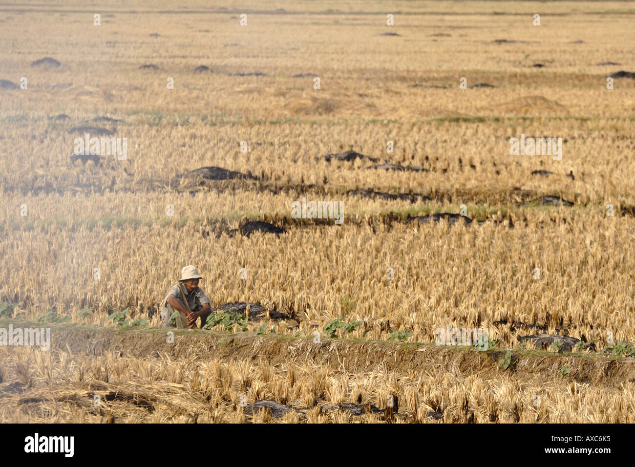 Agri labour hi-res stock photography and images - Alamy