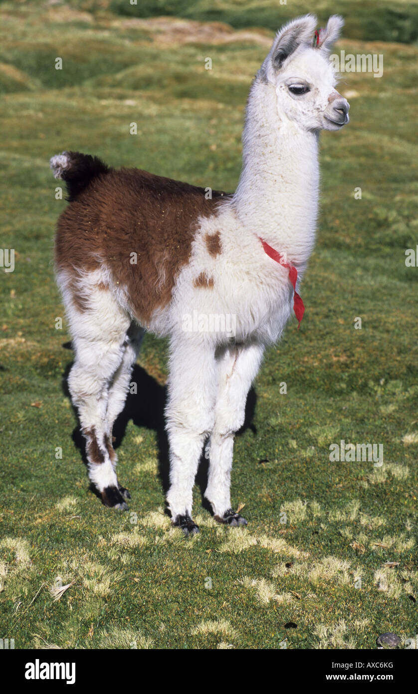 Alpaca breeds hi-res stock photography and images - Alamy