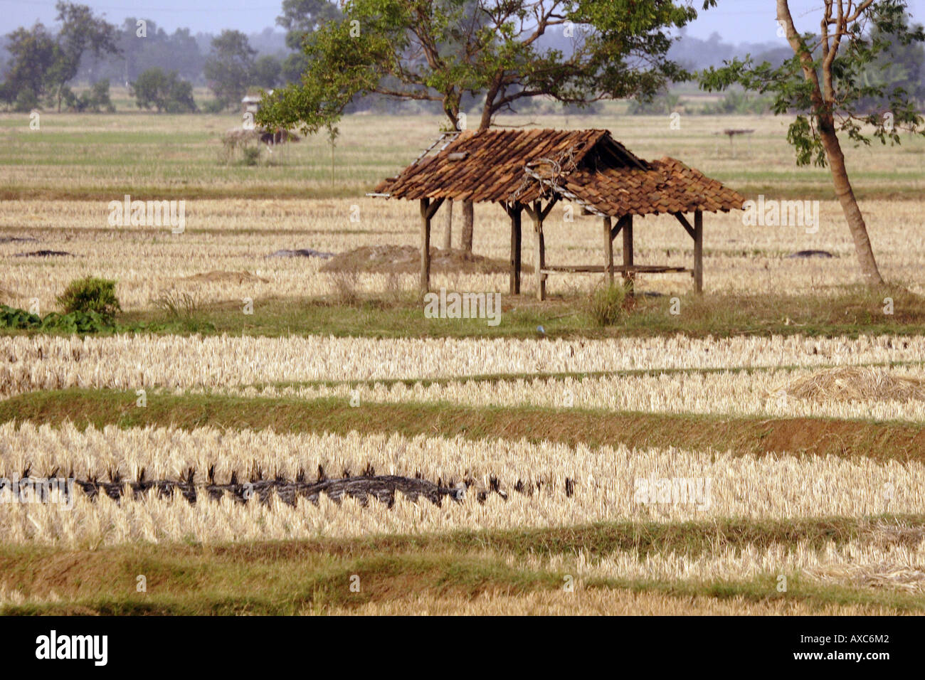 Java padi fields hi-res stock photography and images - Alamy