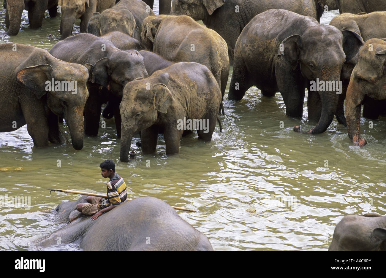 Asiatic elephant, Asian elephant (Elephas maximus), mahout cleaning a ...