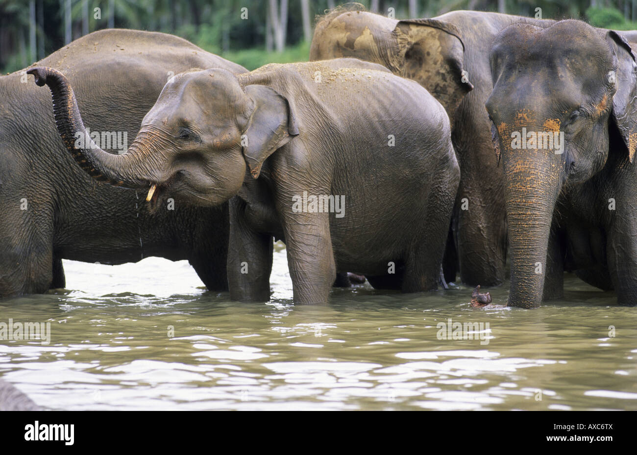 Asian elephant herd running hi-res stock photography and images - Alamy