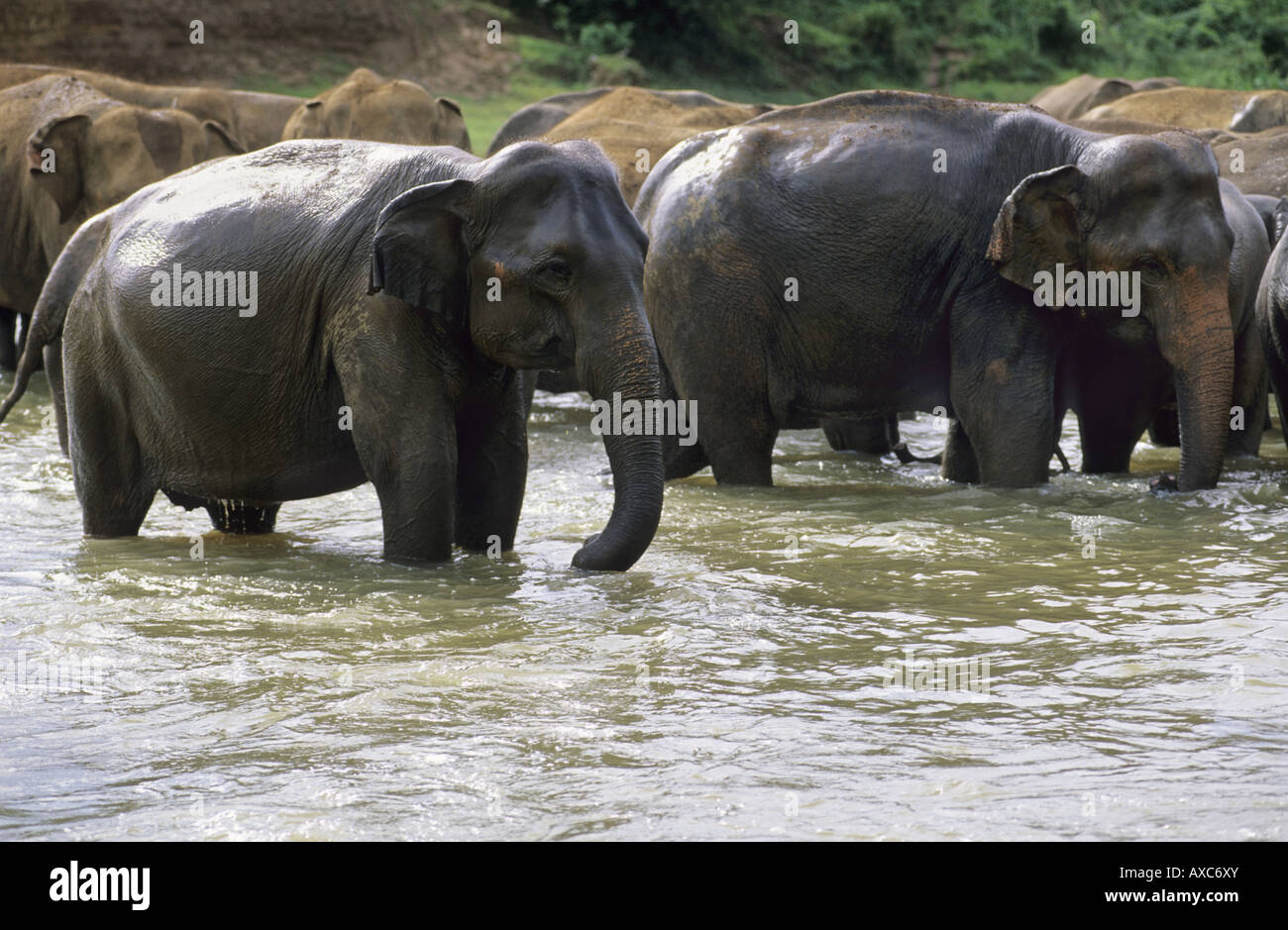 Asiatic elephant, Asian elephant (Elephas maximus), herd of asian ...