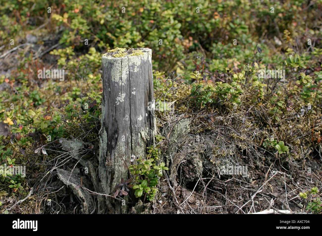 decayed tree stump on forest floor Stock Photo - Alamy