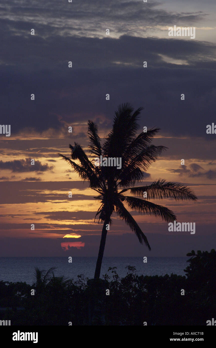 palm tree at sunset Stock Photo - Alamy