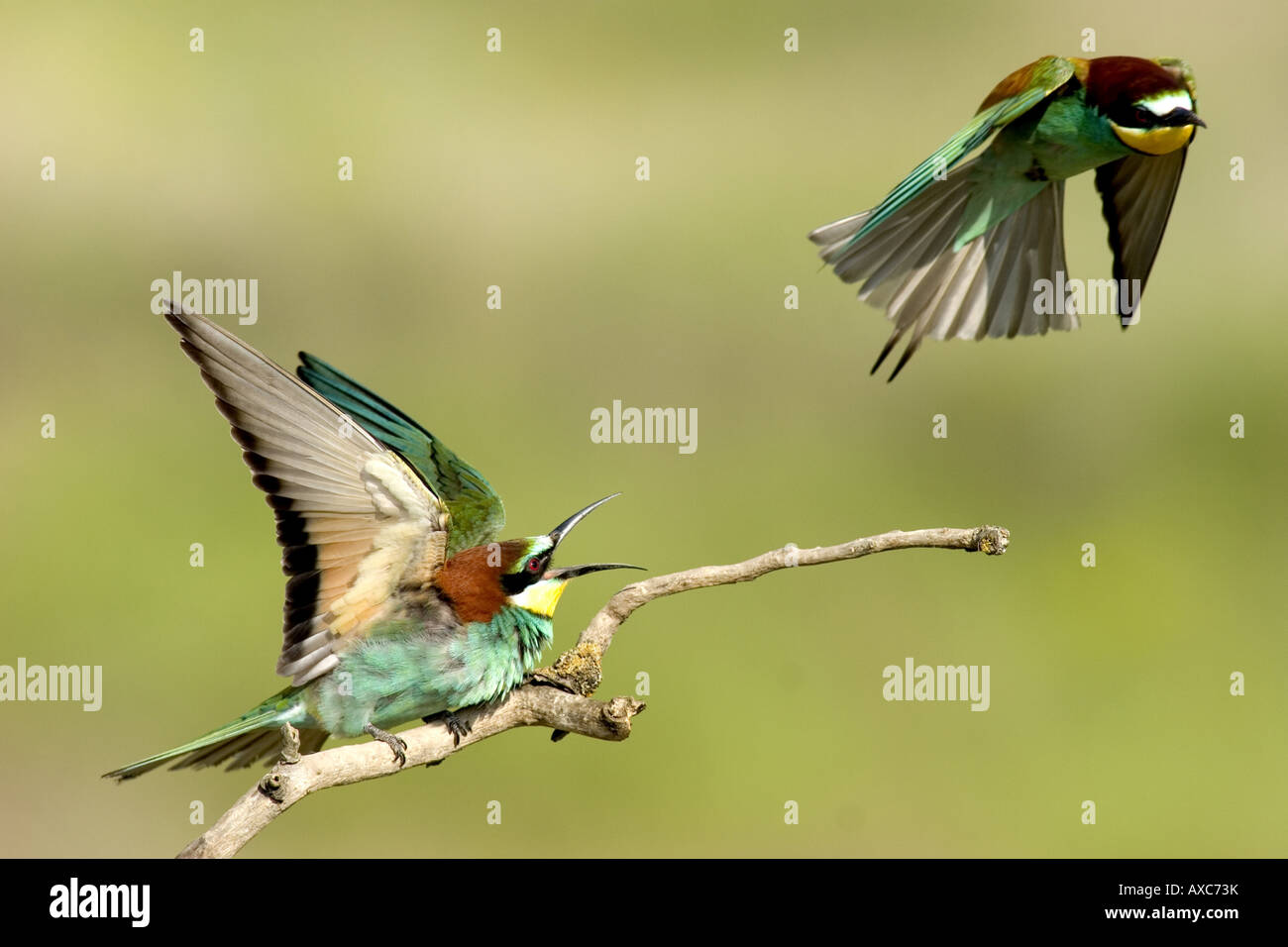 European bee eater (Merops apiaster), one on branch, one flying ...