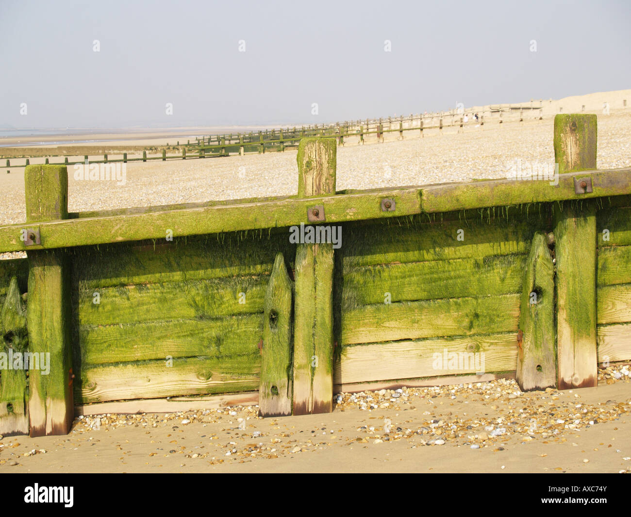 lichen wooden wood sea defence beach sandy camber sands kent england ...