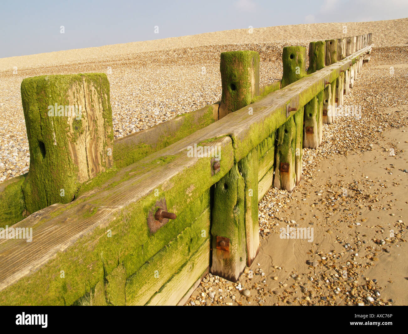 lichen wooden wood sea defence beach sandy camber sands kent england ...