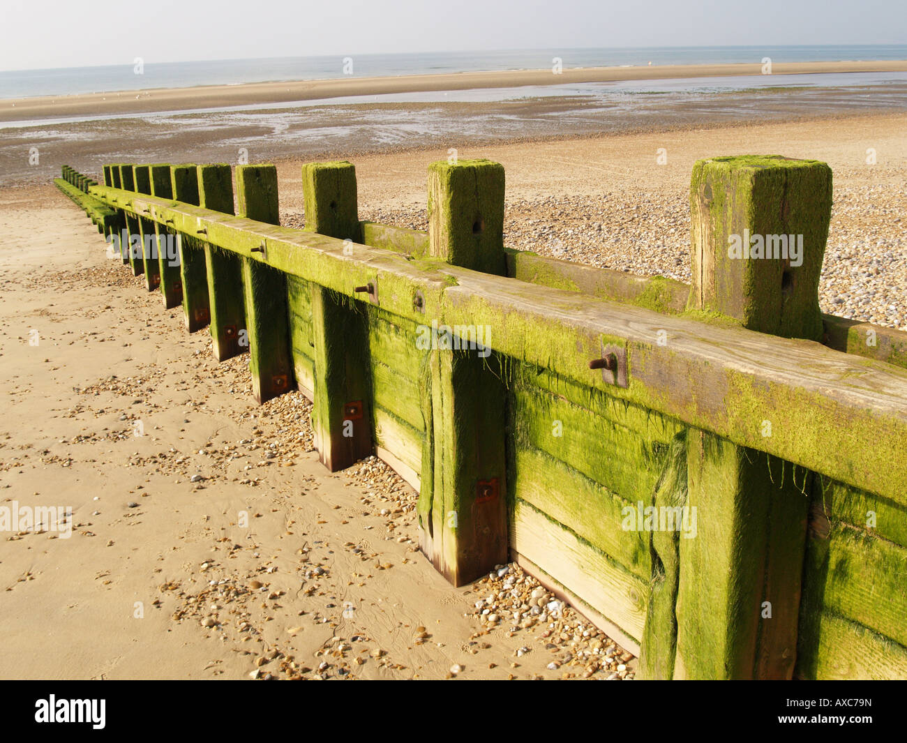 lichen wooden wood sea defence beach sandy camber sands kent england ...